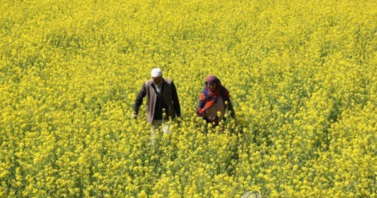 INDIA KASHMIR SPRING