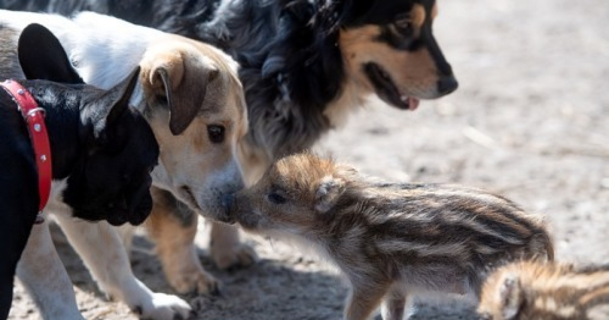 POLAND ANIMALS YOUNG WILD BOARS