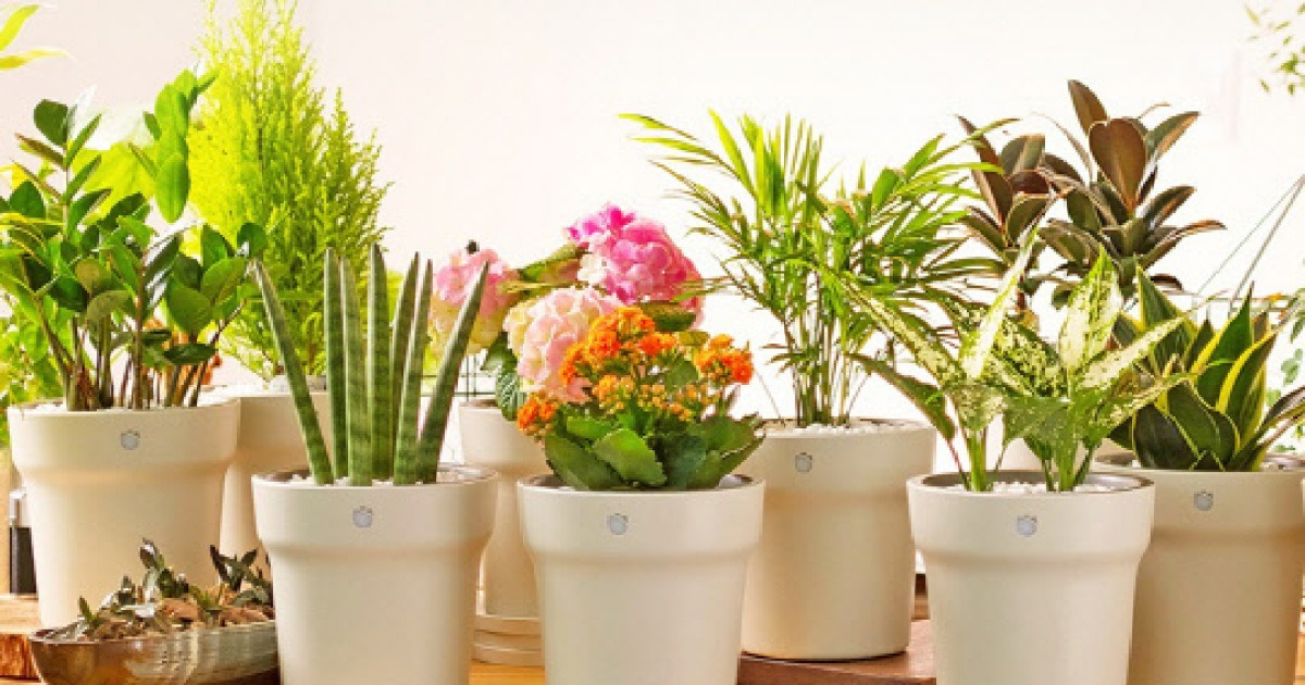 "이제는 화분도 스마트하게" IoT 스마트 화분의 로팟(Ropot), 국내 출시 눈길