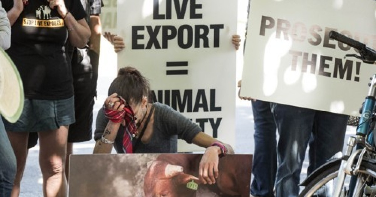 AUSTRALIA PROTEST LIVE SHEEP EXPORT