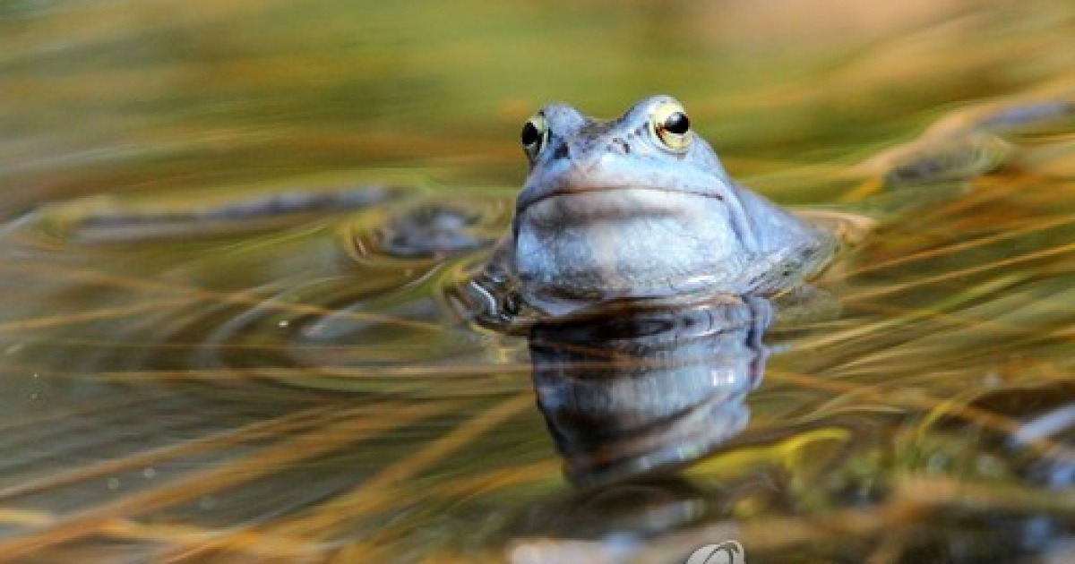POLAND ANIMALS MOOR FROGS