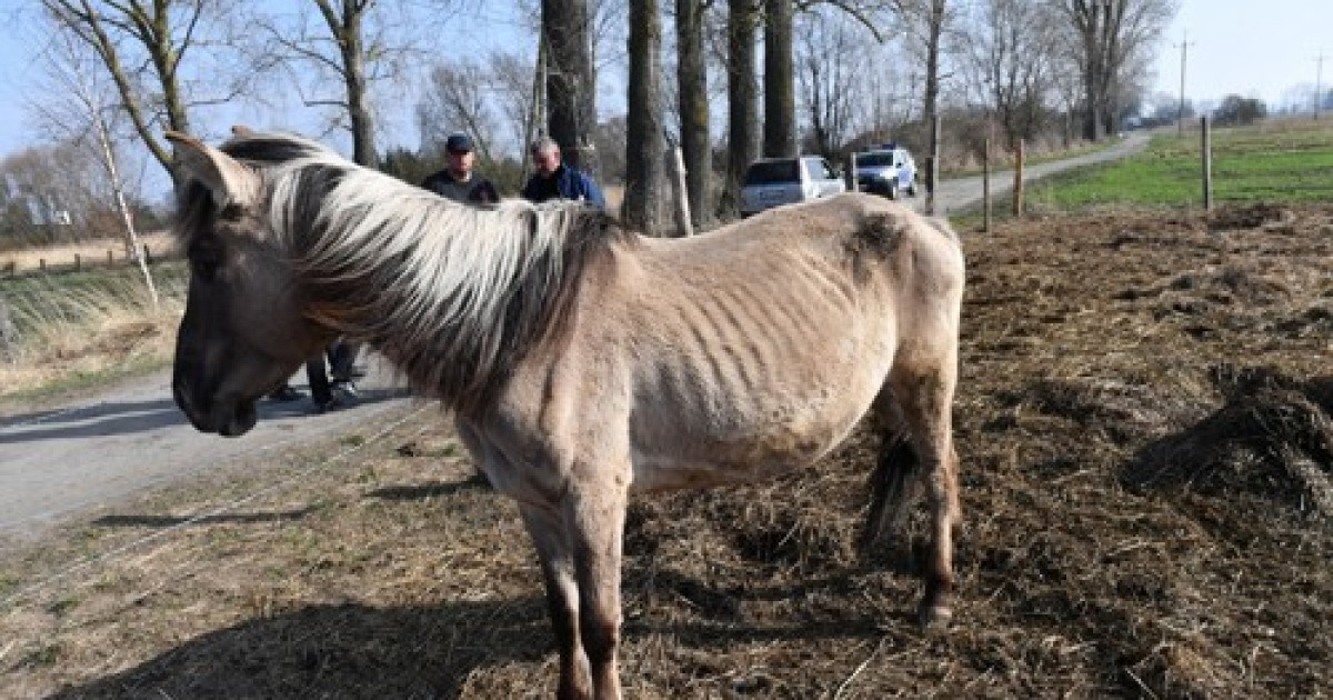POLAND ANIMALS POLISH PRIMITIVE HORSES