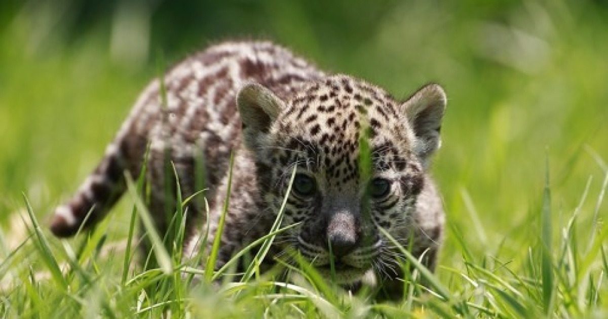 MEXICO ANIMALS JAGUAR