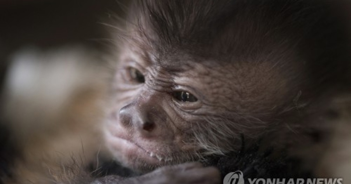HUNGARY ANIMALS BABY MONKEY