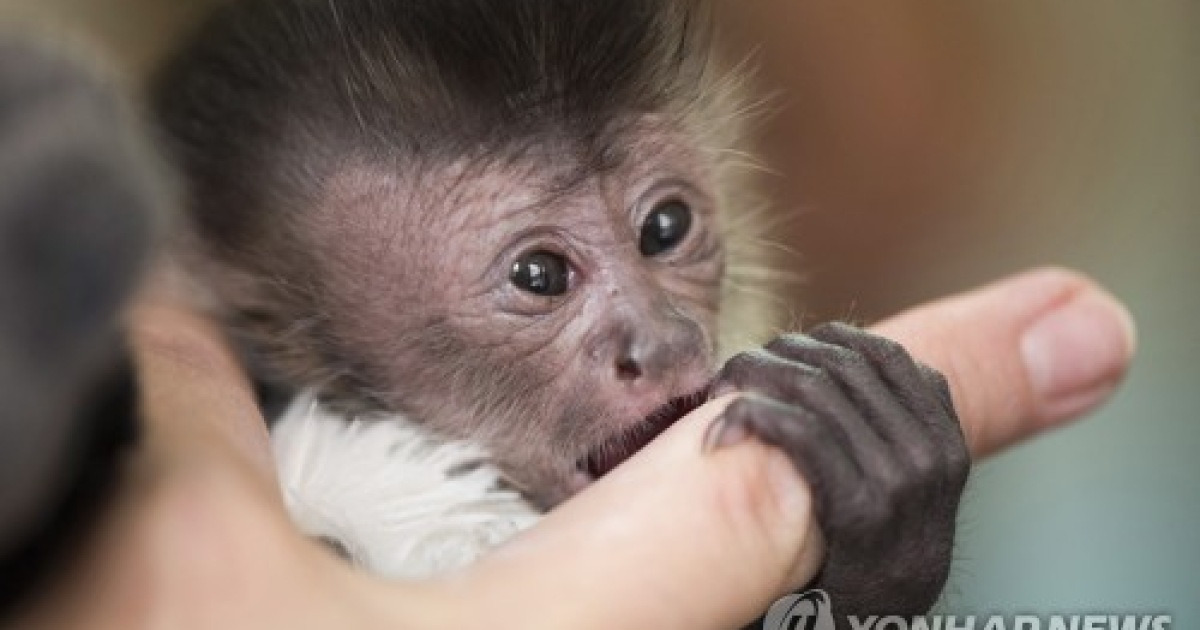 HUNGARY ANIMALS BABY MONKEY
