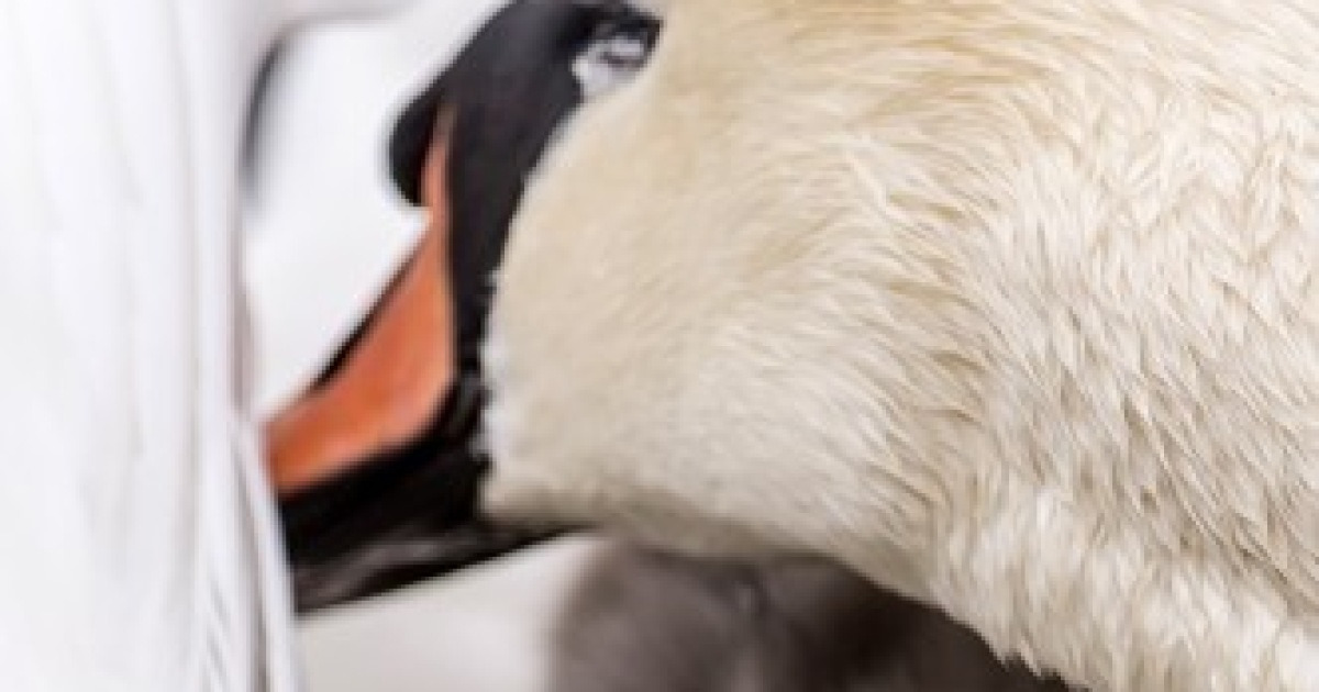 DENMARK ANIMALS CURIOSITIES