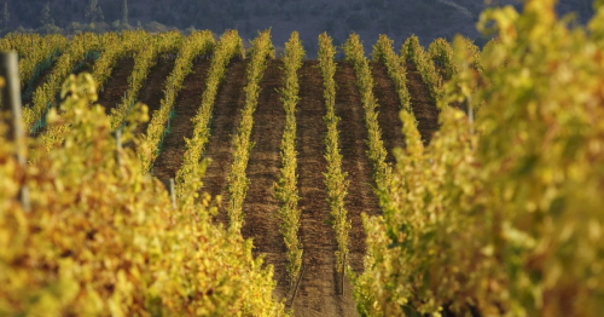 "아낌 없이 주는 와인" 남미 대표 브랜디, 피스코(Pisco)