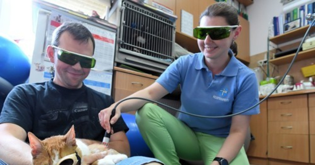 POLAND ANIMALS CAT REHABILITATION