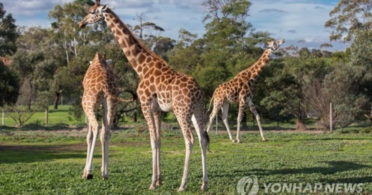 AUSTRALIA ANIMALS WORLD GIRAFFE DAY