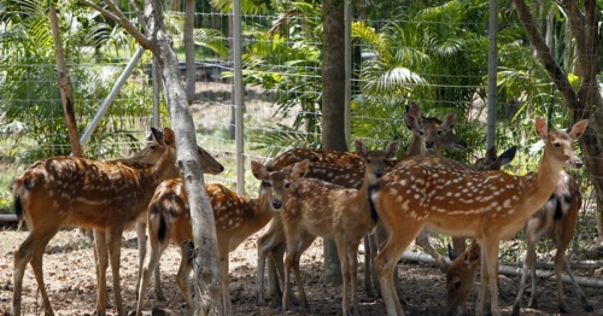 CAMBODIA ANIMALS PHNOM PENH SAFARI PARK