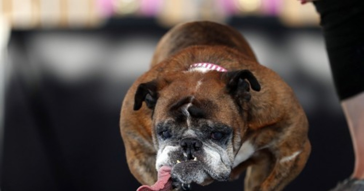 USA WORLDS UGLIEST DOG CONTEST