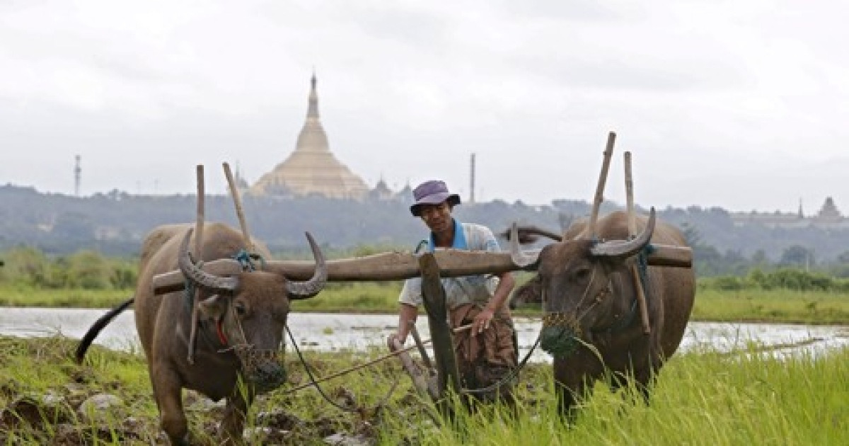 MYANMAR AGRICULTURE RICE