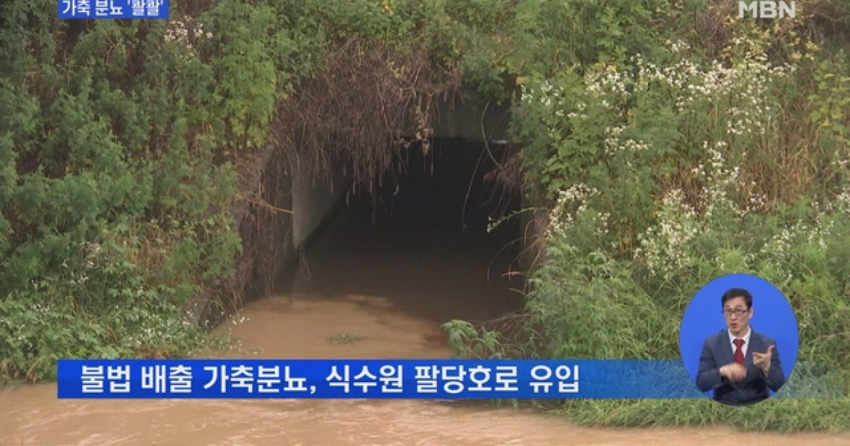 하천에 가축분뇨 콸콸 수질오염 사업장 무더기 적발
