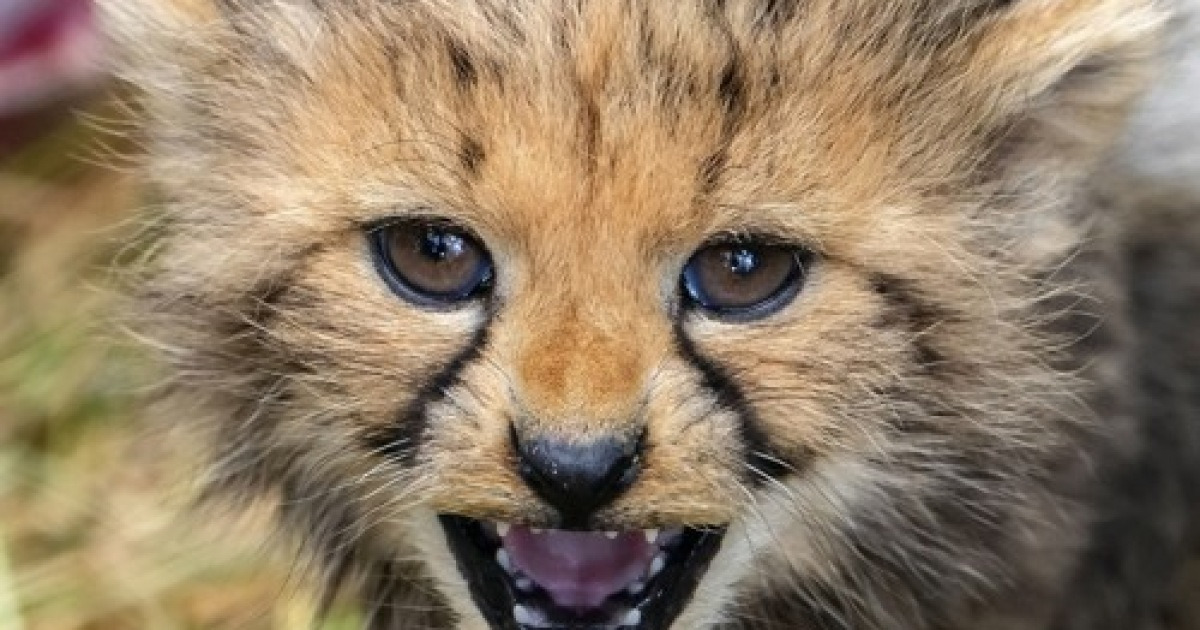 Germany Zoo Cheetah Cubs
