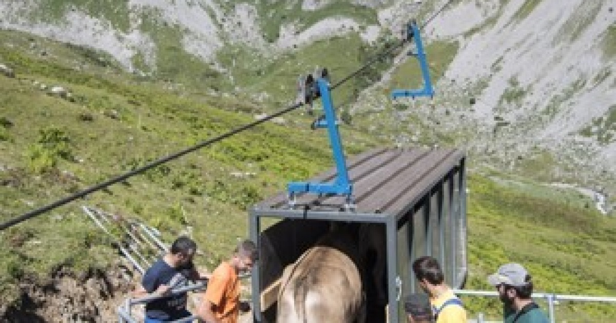 SWITZERLAND ALP CATTLE LIFT