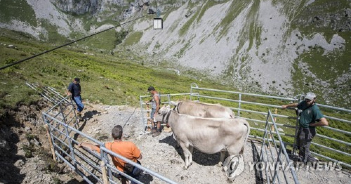 SWITZERLAND ALP CATTLE LIFT