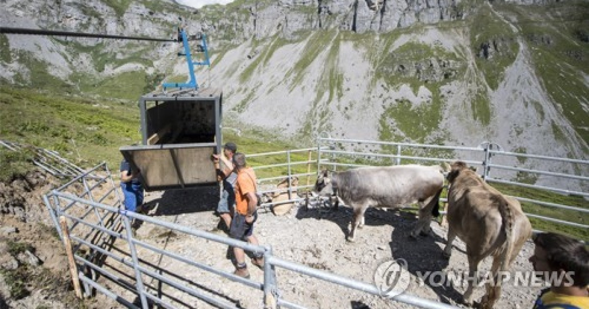 SWITZERLAND ALP CATTLE LIFT
