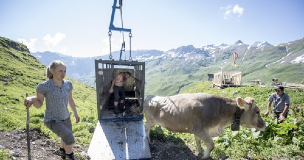 SWITZERLAND ALP CATTLE LIFT