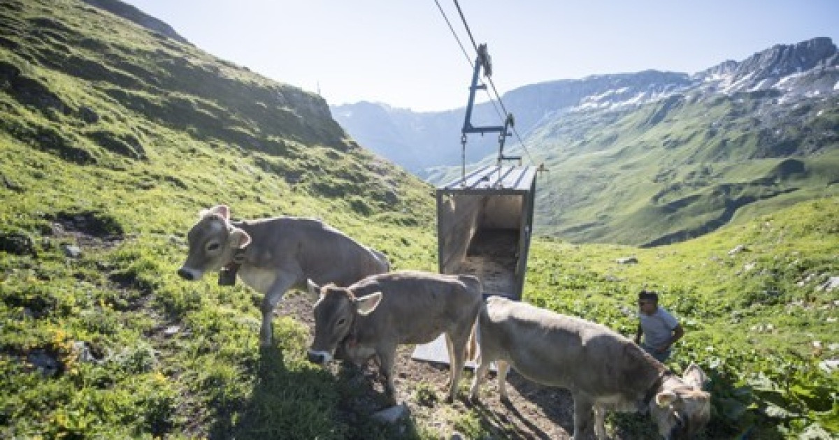 SWITZERLAND ALP CATTLE LIFT