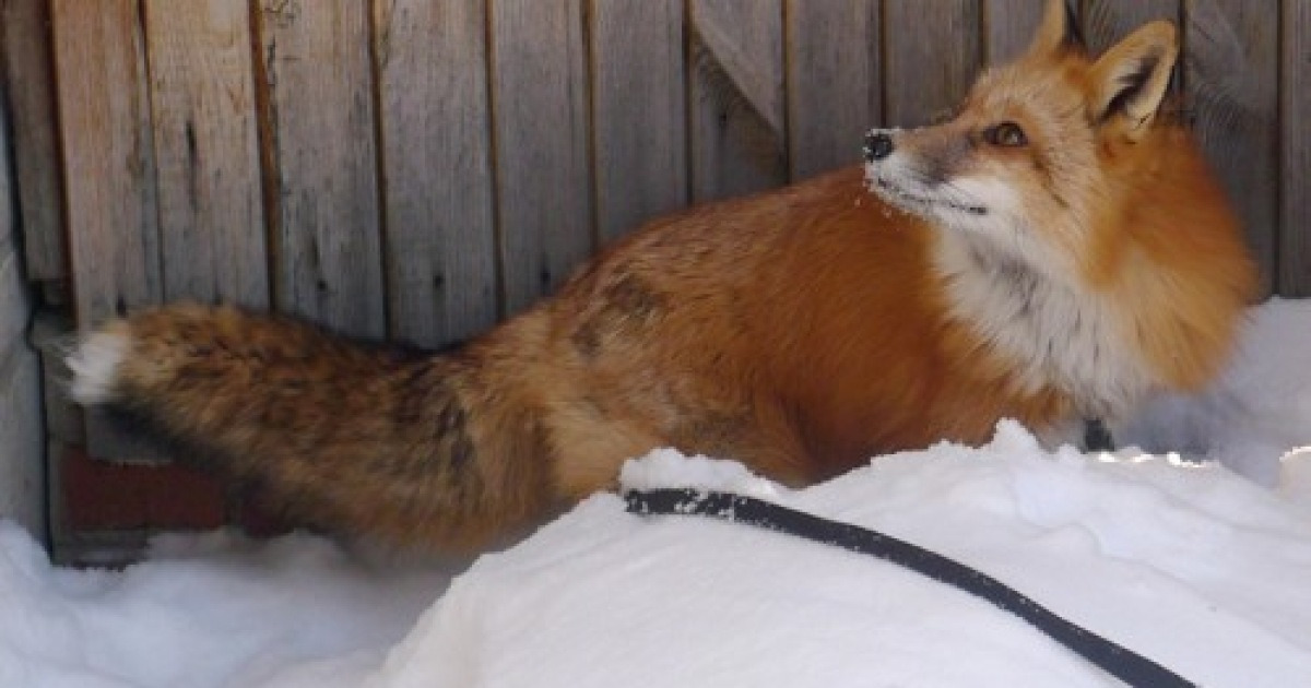 RUSSIA FOXES DOMESTICATION EXPERIMENT