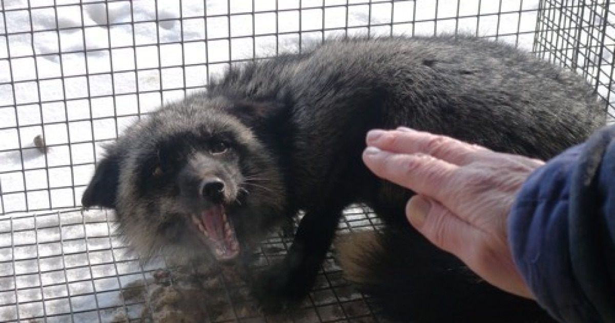 RUSSIA FOXES DOMESTICATION EXPERIMENT