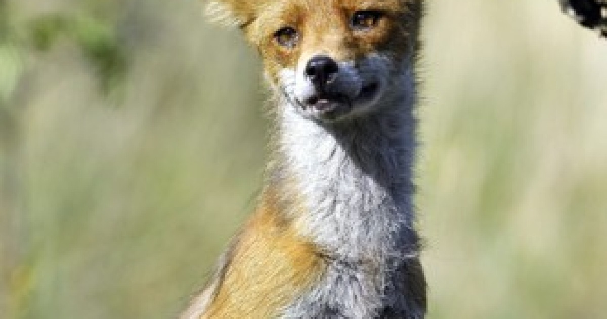 HUNGARY ANIMALS