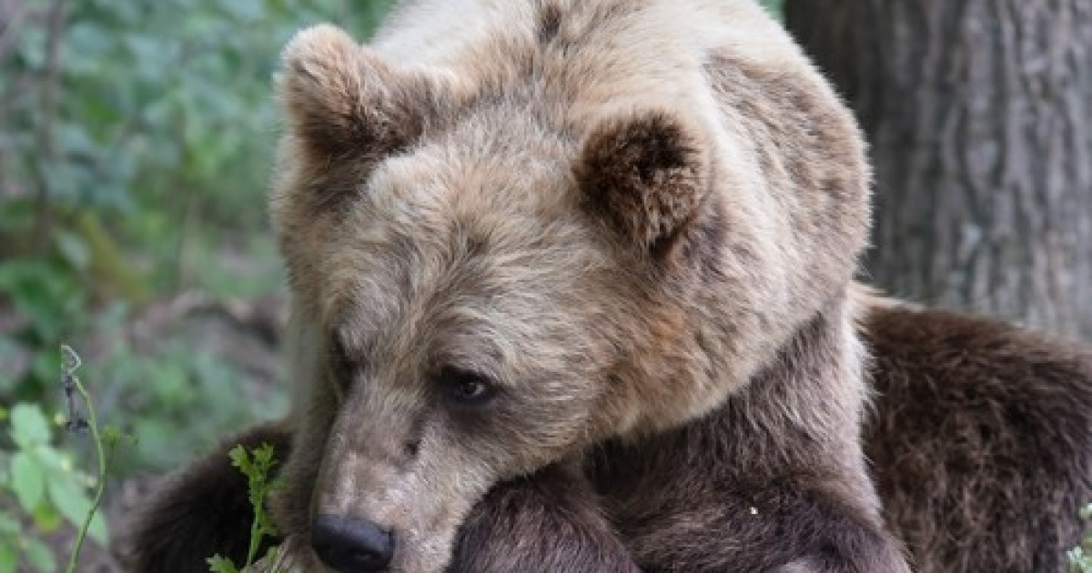 UKRAINE BEAR SANCTUARY
