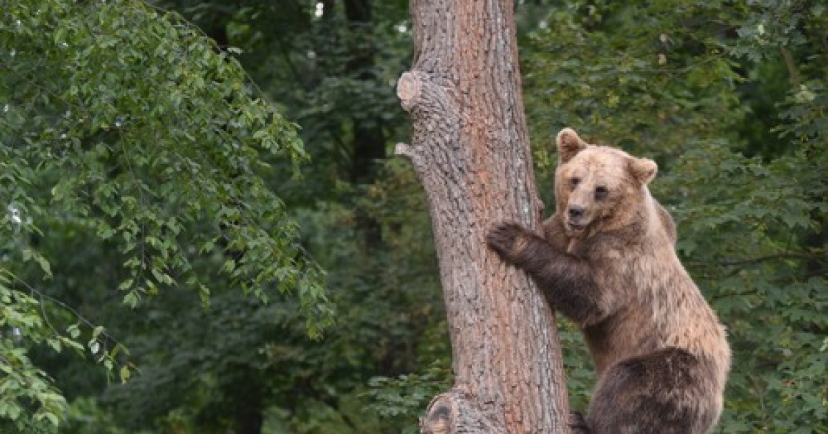 UKRAINE BEAR SANCTUARY