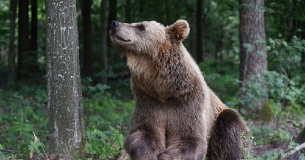 UKRAINE BEAR SANCTUARY