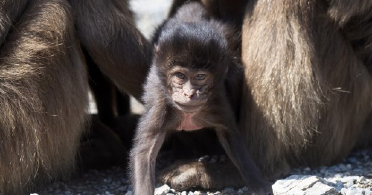 SWITZERLAND ANIMALS ZOO MONKEY