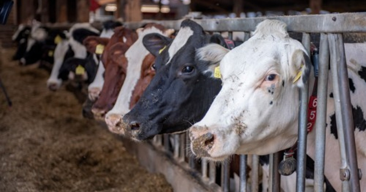 GERMANY MERKEL FARM VISIT