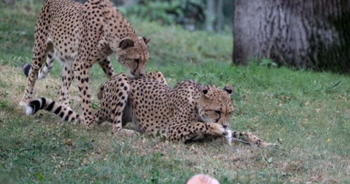 GERMANY ANIMALS CHEETA
