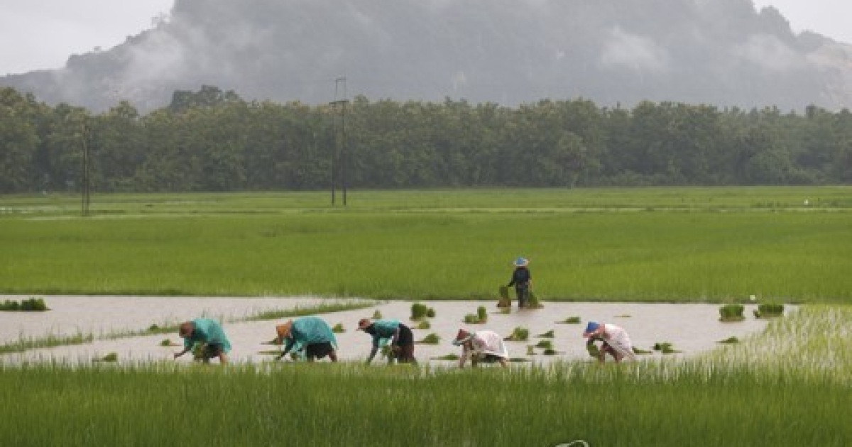 MYANMAR AGRICULTURE