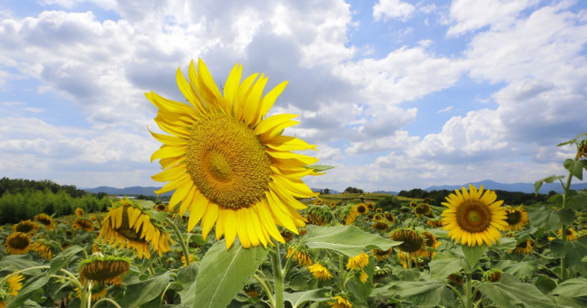 [Photo News] Sea of giant, yellow sunflowers at Haman county