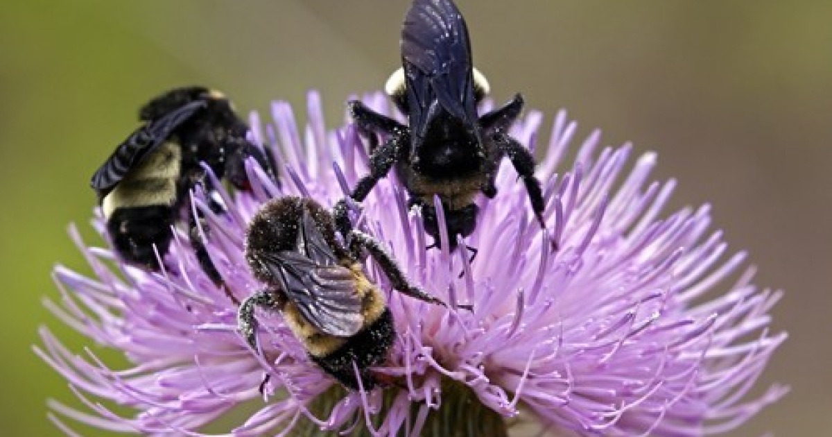 USA BUMBLE BEES