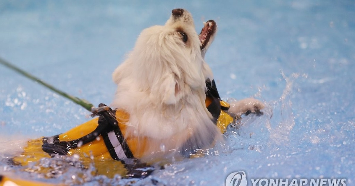 폭염엔 물속으로 풍덩 