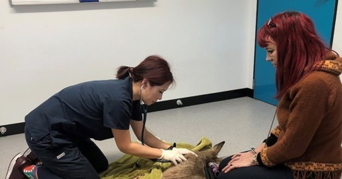 AUSTRALIA ANIMALS KANGAROO RESCUE