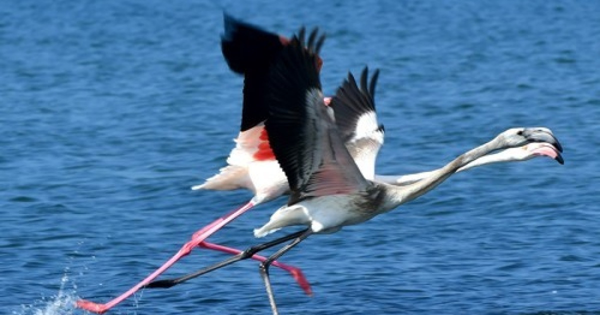 GREECE ANIMALS