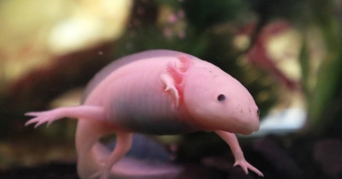 SOUTH AFRICA ANIMALS SALAMANDER