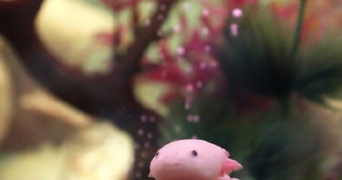 SOUTH AFRICA ANIMALS SALAMANDER