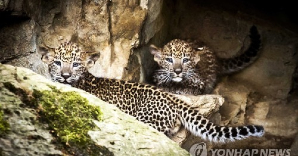 NETHERLANDS ANIMALS ZOO