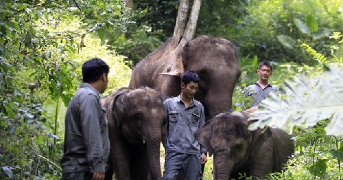 Xinhua Headlines: China on the way to revive majesty of Asian elephants