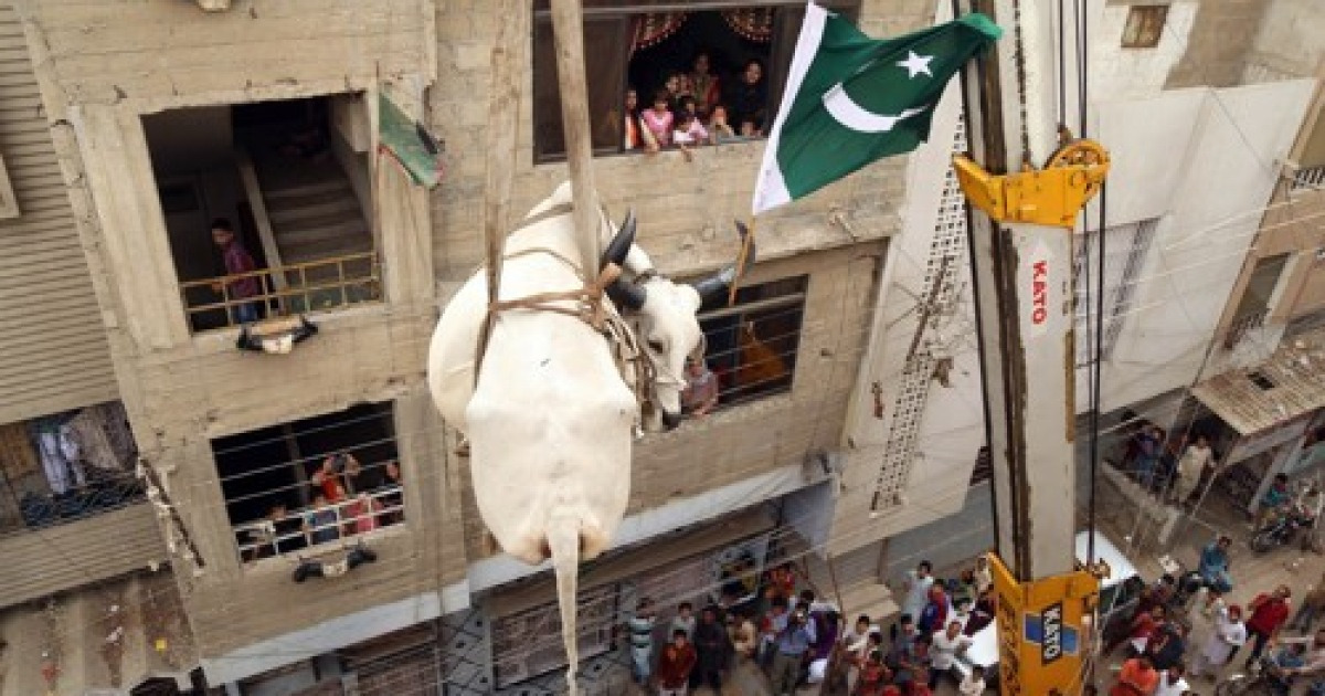 PAKISTAN BELIEF ISLAM EID AL-ADHA