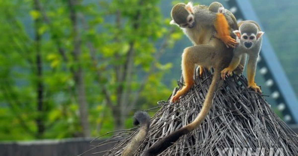 #CHINA-JIANGSU-SUZHOU-SQUIRREL MONKEYS (CN)