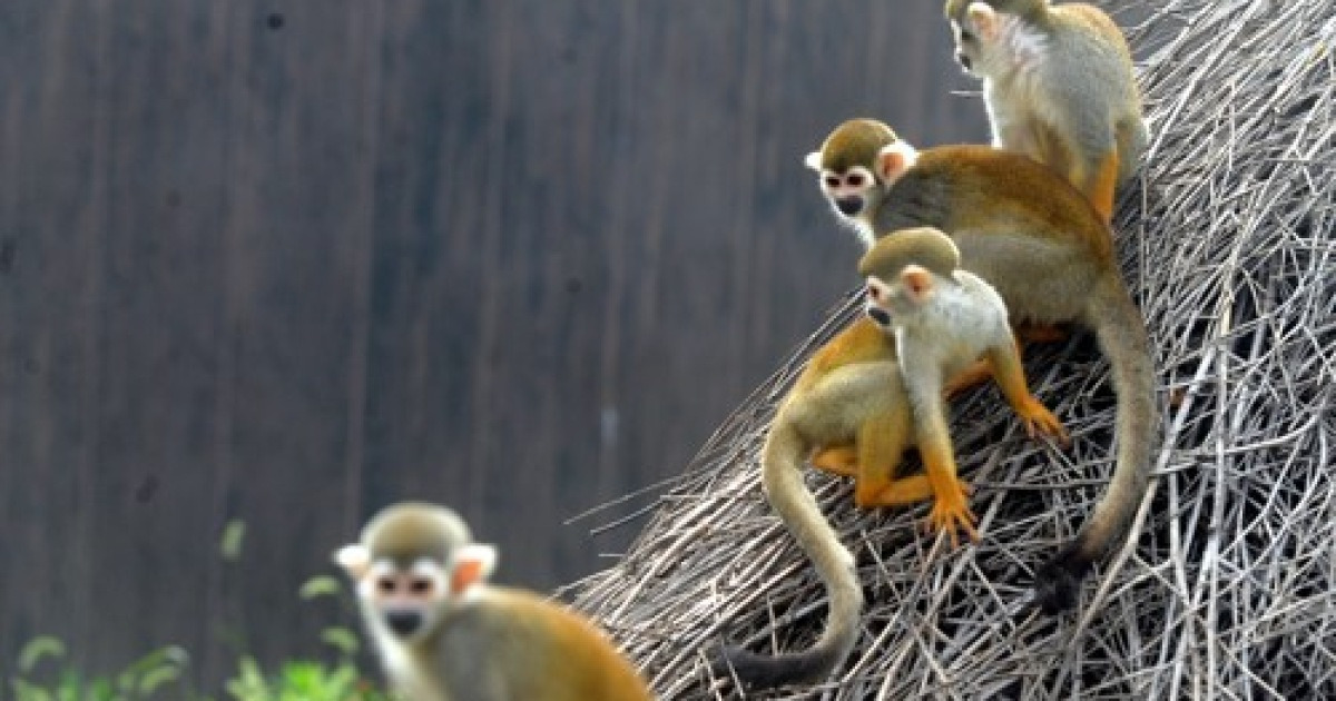 #CHINA-JIANGSU-SUZHOU-SQUIRREL MONKEYS (CN)