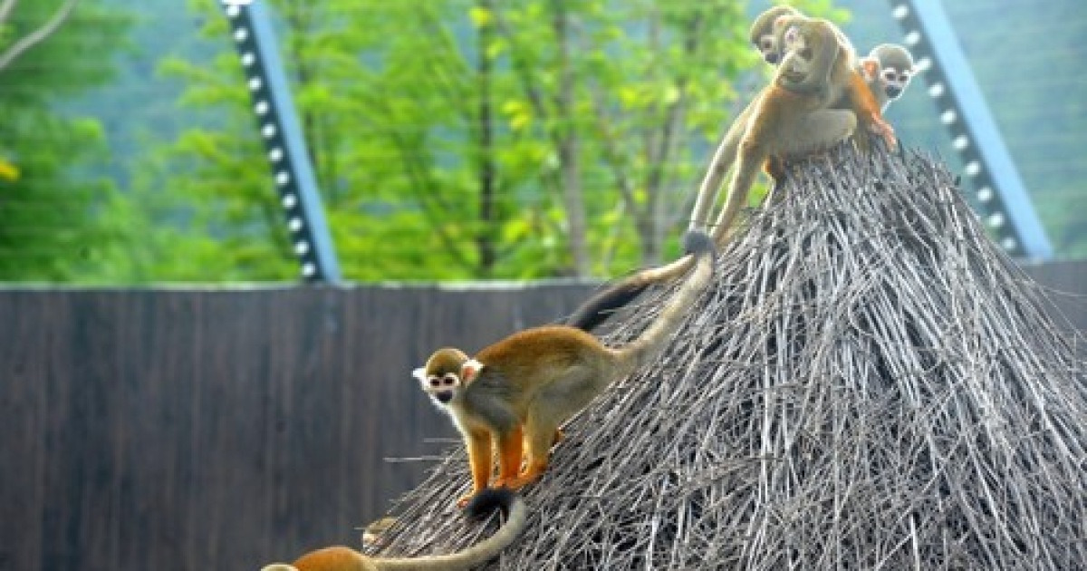 #CHINA-JIANGSU-SUZHOU-SQUIRREL MONKEYS (CN)