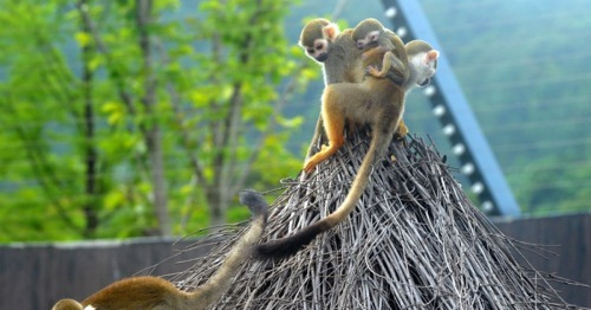 #CHINA-JIANGSU-SUZHOU-SQUIRREL MONKEYS (CN)