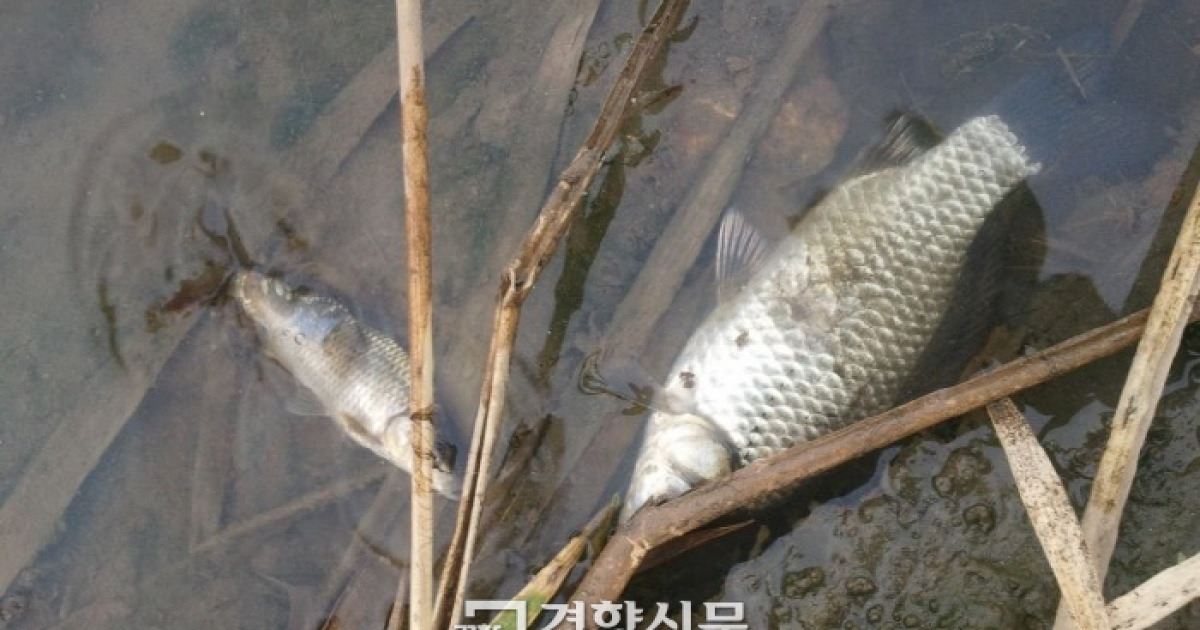 대전 유등천서 물고기 수백 마리 떼죽음
