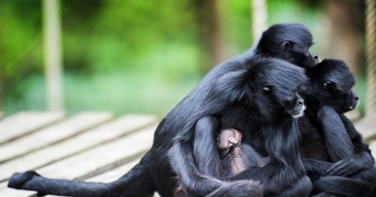 NETHERLANDS ZOO ANIMALS MONKEY