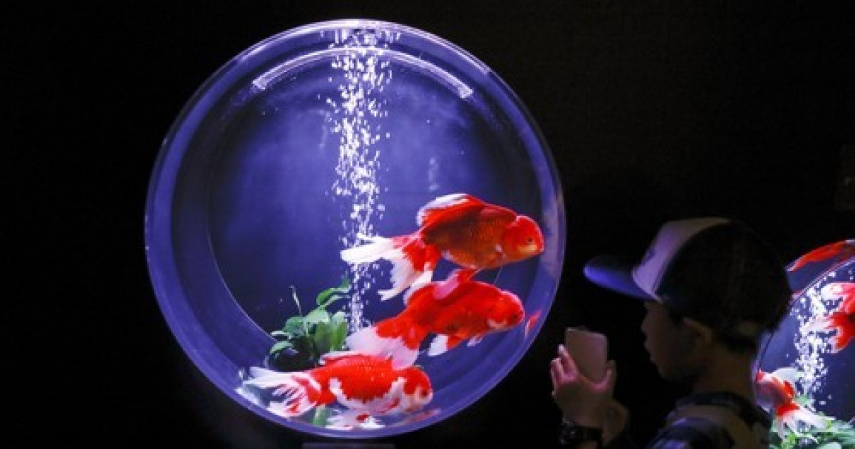 JAPAN ANIMALS AQUARIUM